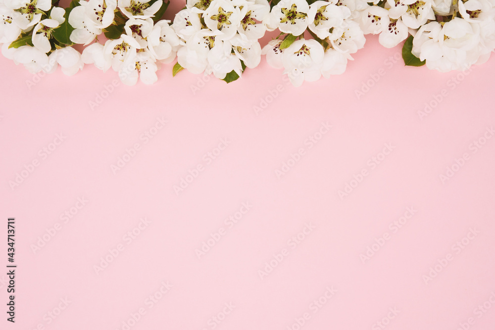 Pear Tree flowers border on a pink background. Spring concept Stock ...