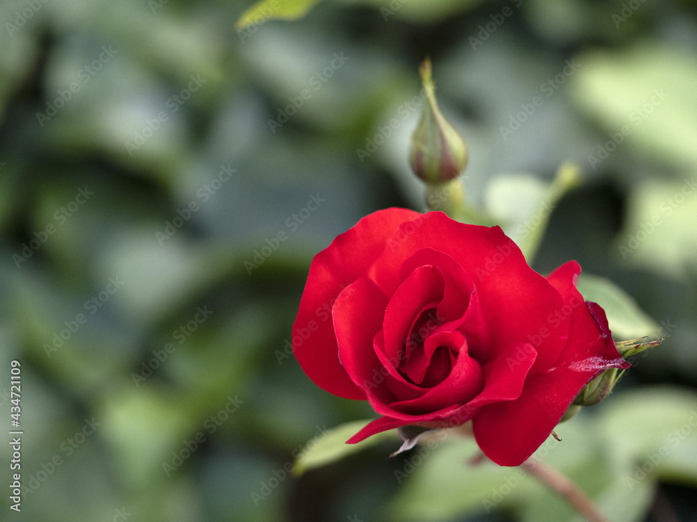 Rare rose flower at cultivation garden species Stock Photo | Adobe Stock