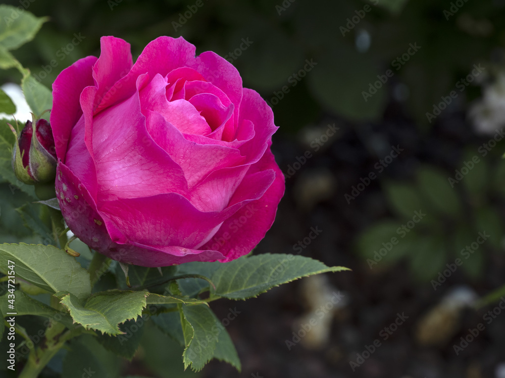 Rare rose flower at cultivation garden species Ulrich Brunner Stock ...