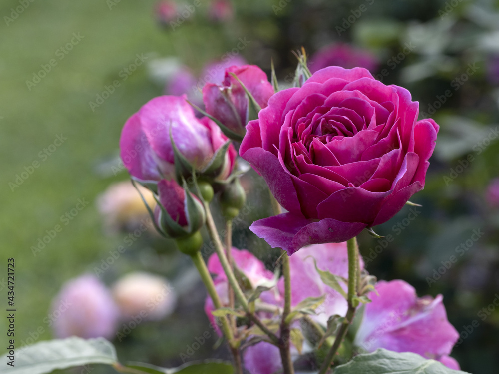 Rare rose flower at cultivation garden species Stock Photo | Adobe Stock