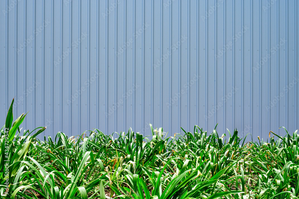 Vegetation and new looking corrugated iron cladding Stock Photo | Adobe ...