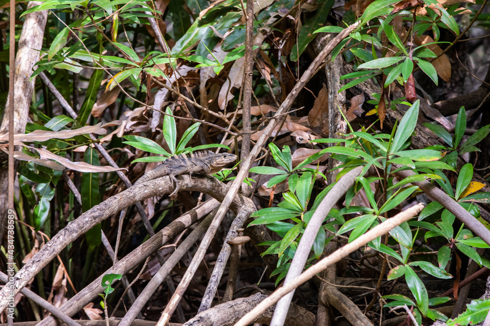 Ctenosaura similis, commonly known as the black spiny-tailed iguana ...