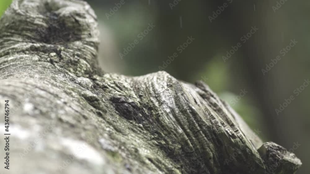 Burl- Macro Of The Bumps Of Tree Covered With Tree Bark. close up Stock ...
