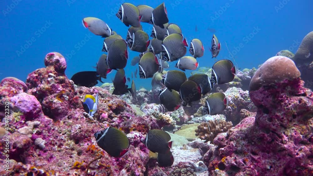 Pakistani butterfly fish. Exciting diving on the reefs of the Maldives ...