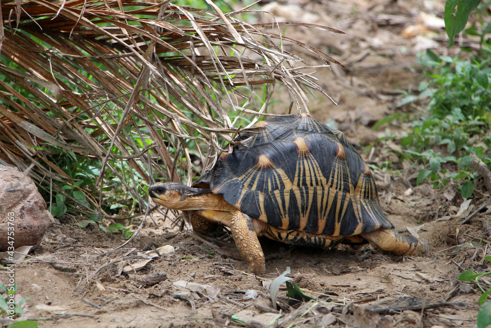 Portrait of radiated tortoise,The radiated tortoise eating flower ...