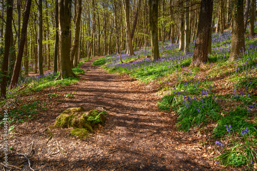 Park Wood Footpath at Bothal, also known as Bothal Wood due to its ...