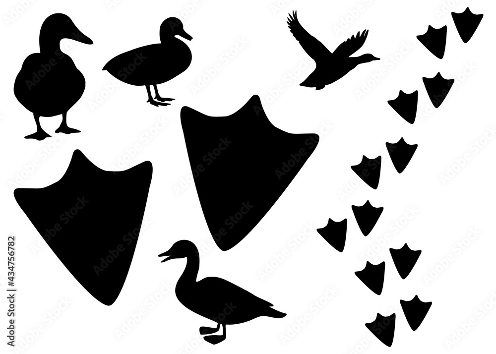 Duck and duck footprints in the set. Vector image. Stock Vector | Adobe ...