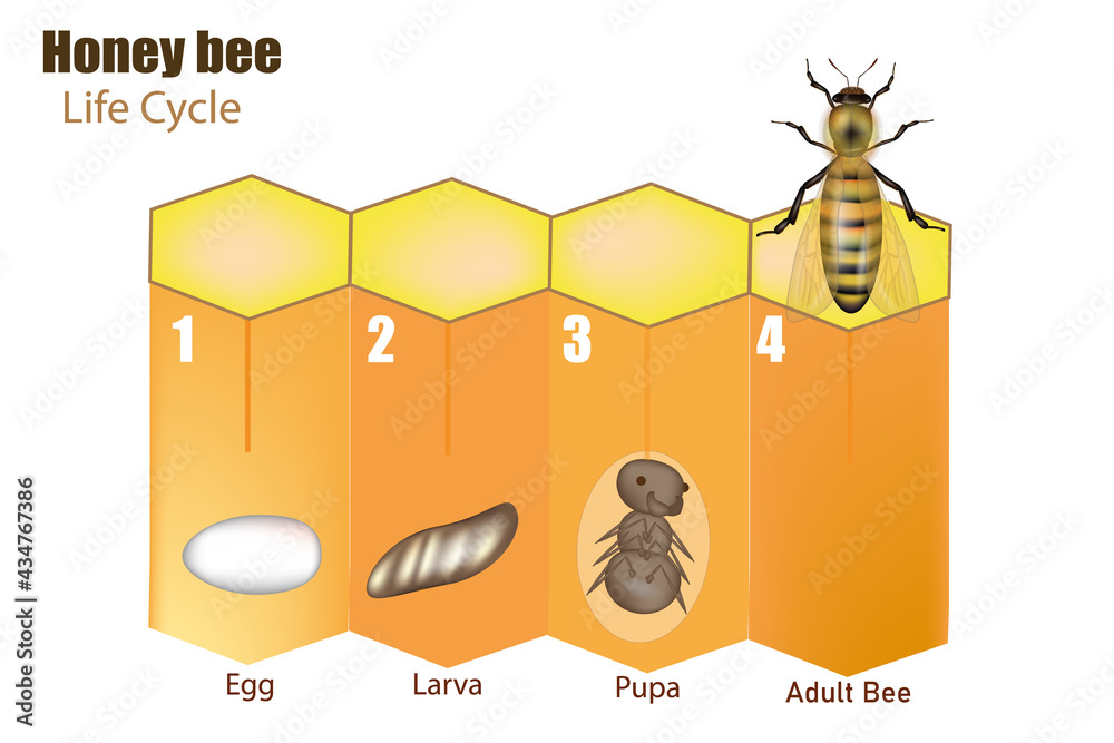 Honey Bee Life Cycle Stages Of Development Of The Bee Egg Larva Pupa Adult Stock