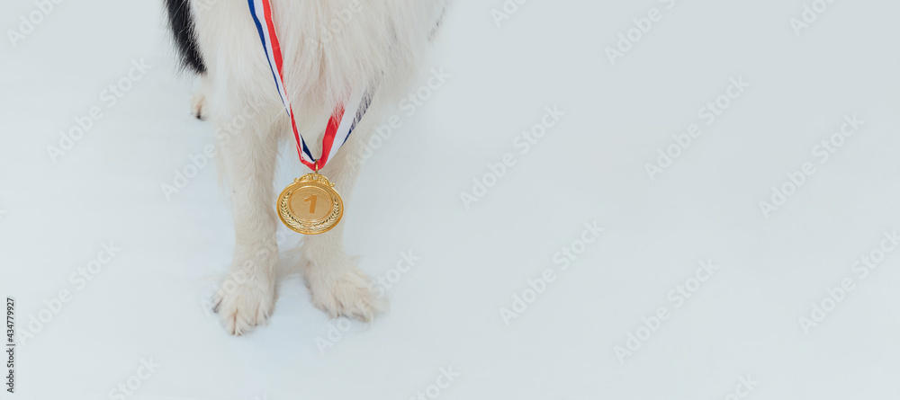 Puppy dog pwas border collie with winner or champion gold trophy medal ...