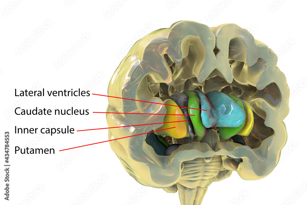 Human brain anatomy, basal ganglia, 3D illustration Stock Illustration ...