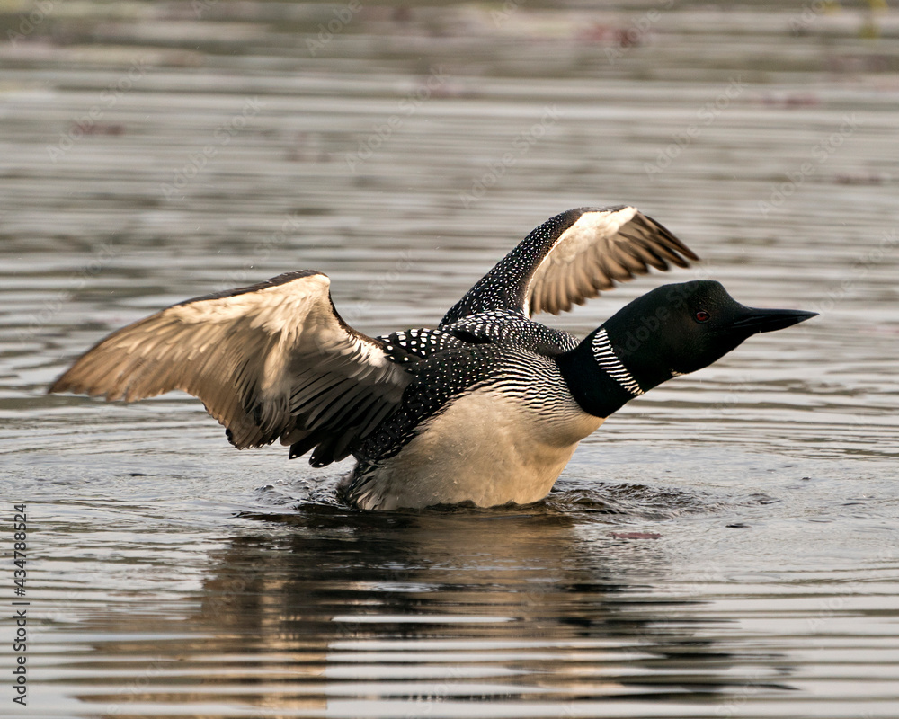 Loon Photo Stock. Loon Wetland Image. Loon on Water. Loon Drying Wings ...