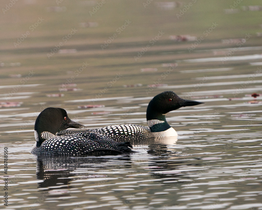 Loon Photo Stock. Love birds. Couple close-up profile view swimming in ...
