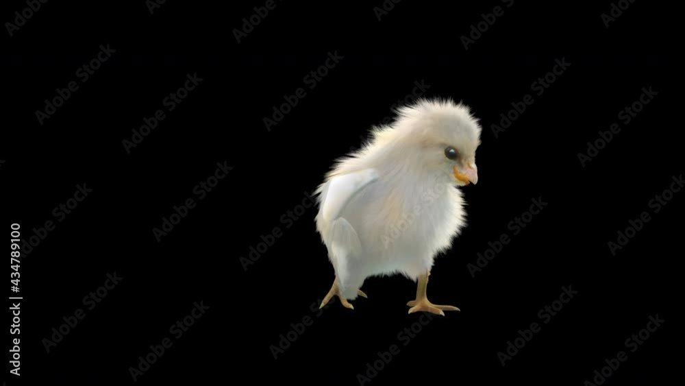 Baby Chickens Dance CG fur 3d rendering animal realistic composition 3d ...