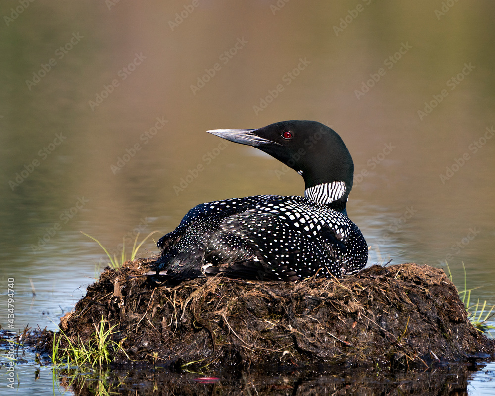 Loon Photo Stock. Loon Nest Image. Loon on Lake. Loon in Wetland. Nesting with marsh grasses ...