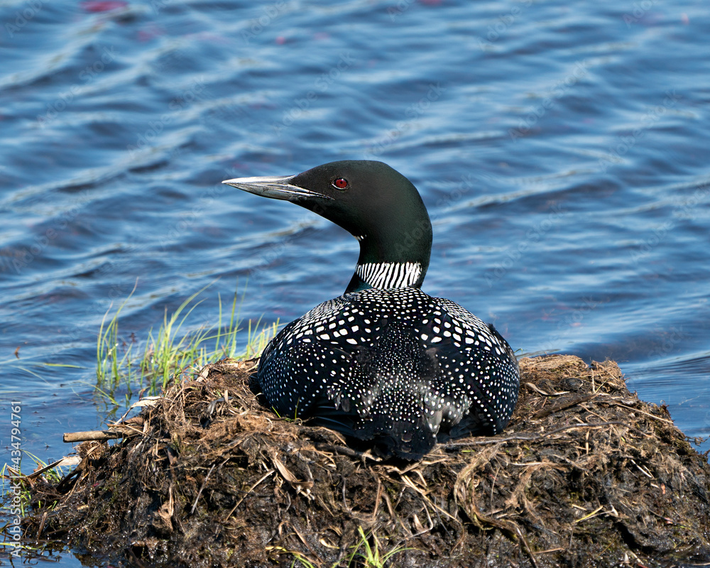 Loon Photo Stock. Loon Nest Image. Loon on Lake. Loon in Wetland ...