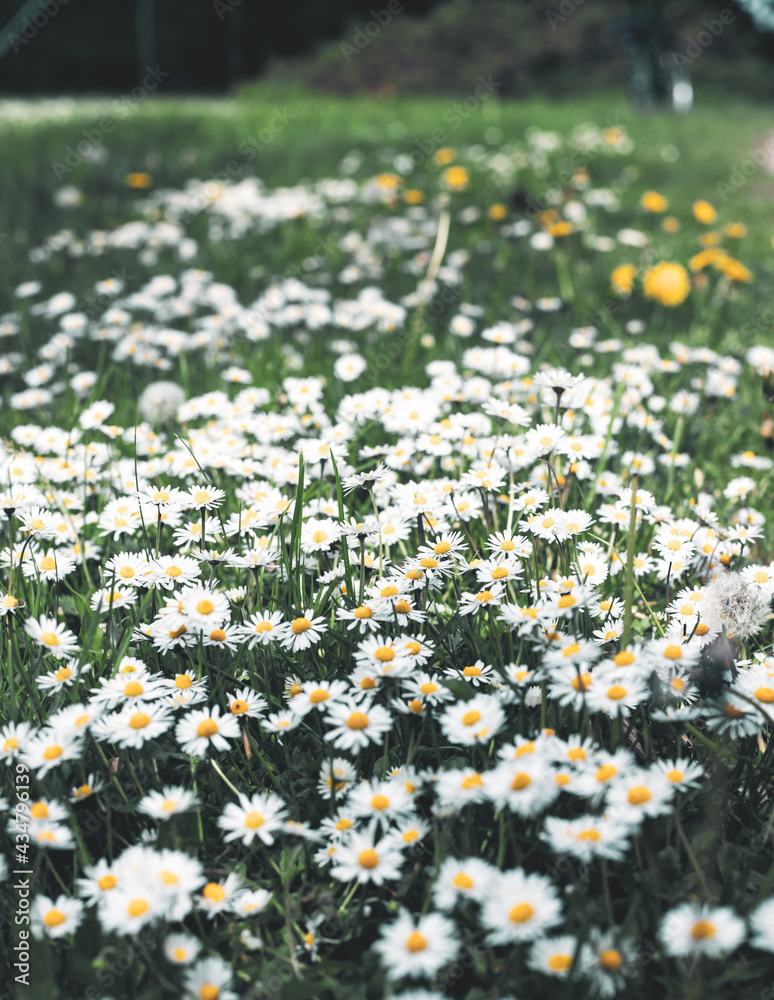 Daisies Tumblr Photography