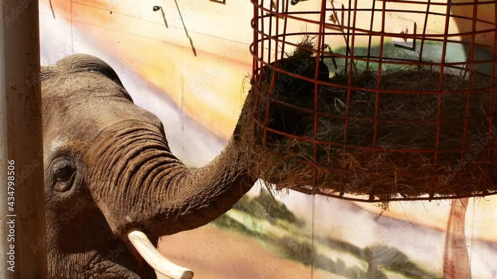 The elephant in the zoo is eating hay with its trunk. Close-up of an ...