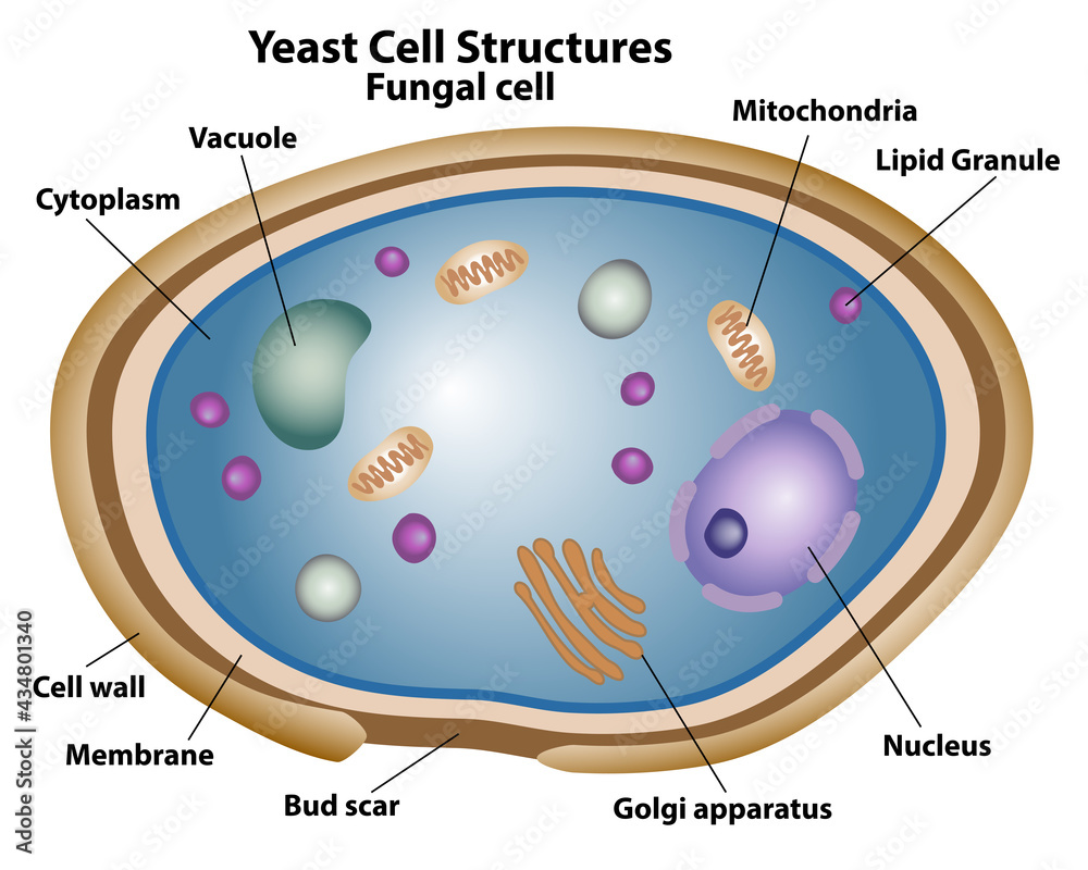 Obraz Yeast Cell Structures Anatomy Of A Fungal Cell Labeling The Obraz Yeast Cell Structures Anatomy Of A Fungal Cell Labeling The