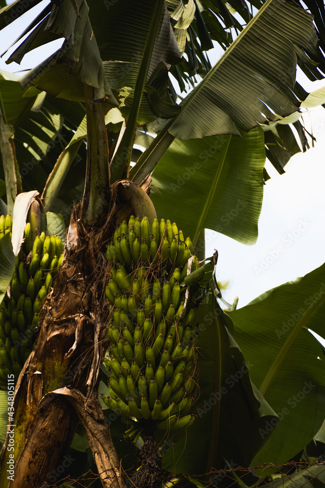 Foto de racimo de bananos verdes en su planta antes de la cosecha do ...
