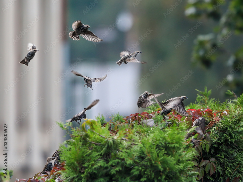 Moody photo. Dynamic aerial dance of a group of starlings with ...