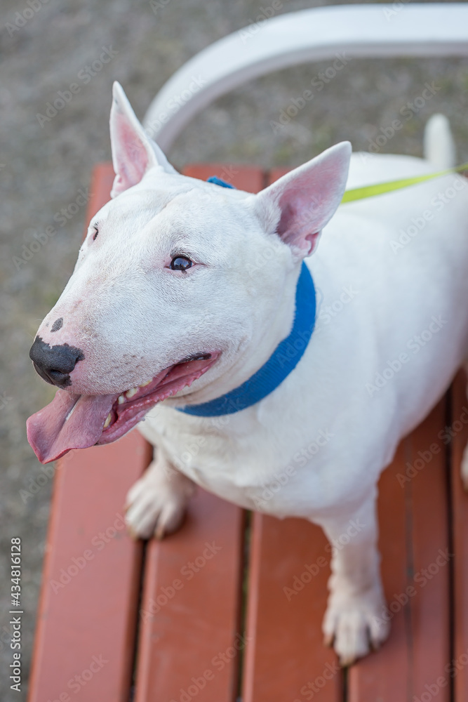 White bull terrier dog looks straight into the frame on the bench, in ...