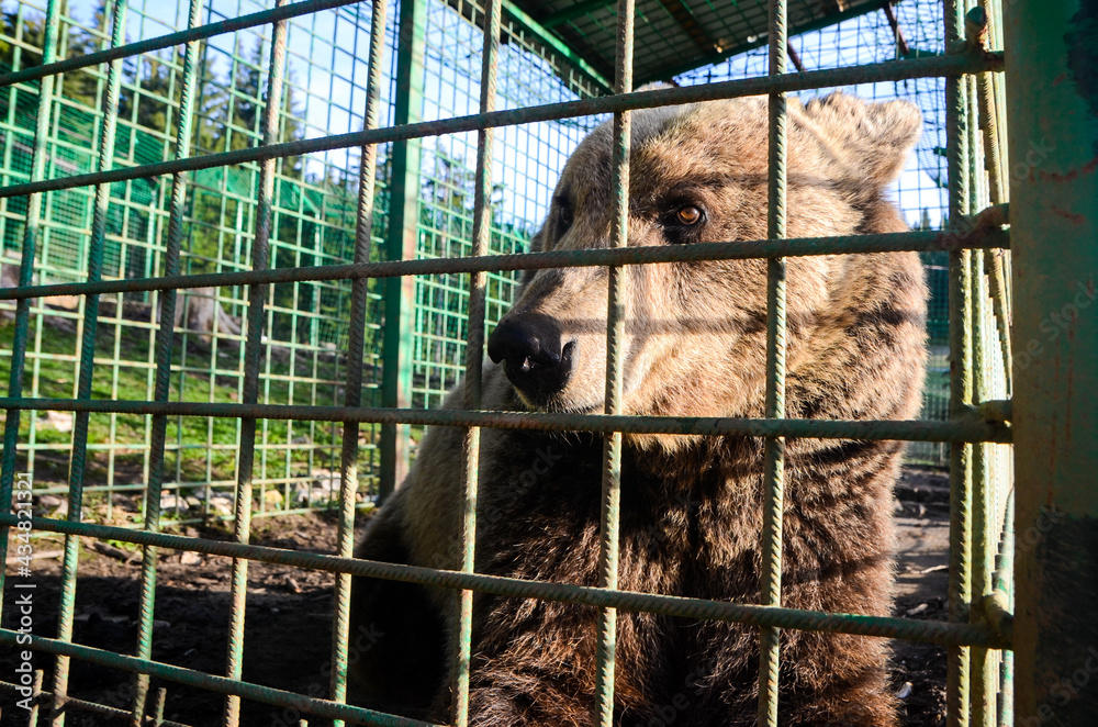 Brown bear in captivity. Poor brown bear living in steel cage and ...
