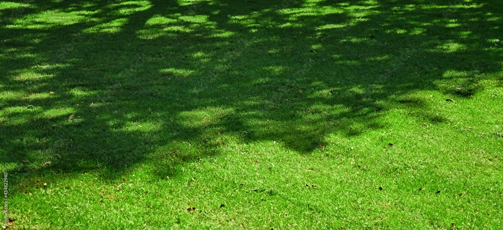 Garden Backyard Park Shady Fresh Lawn Green Wide Background Or Texture ...