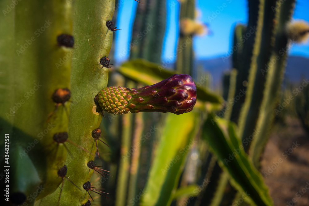 Beginning of flowering of a pitayo in the pitayero ranch in Jalisco ...