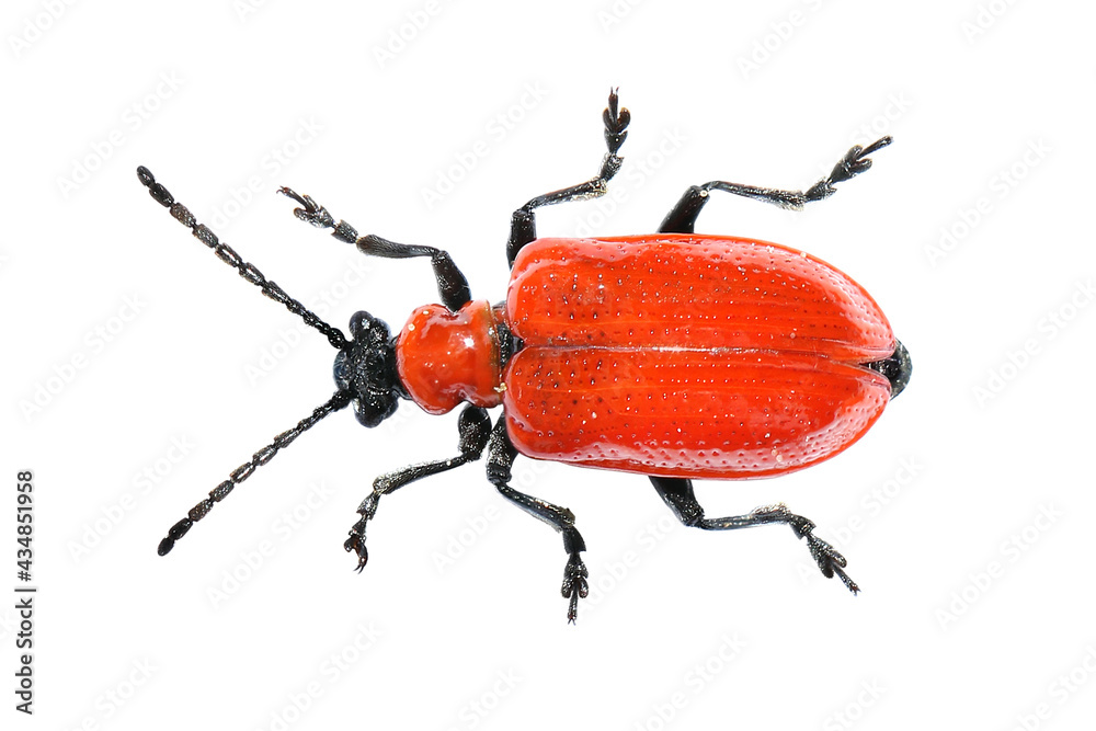 Red Scarlet Lily Beetle bug Lilioceris lilii leaf beetle Stock Photo ...