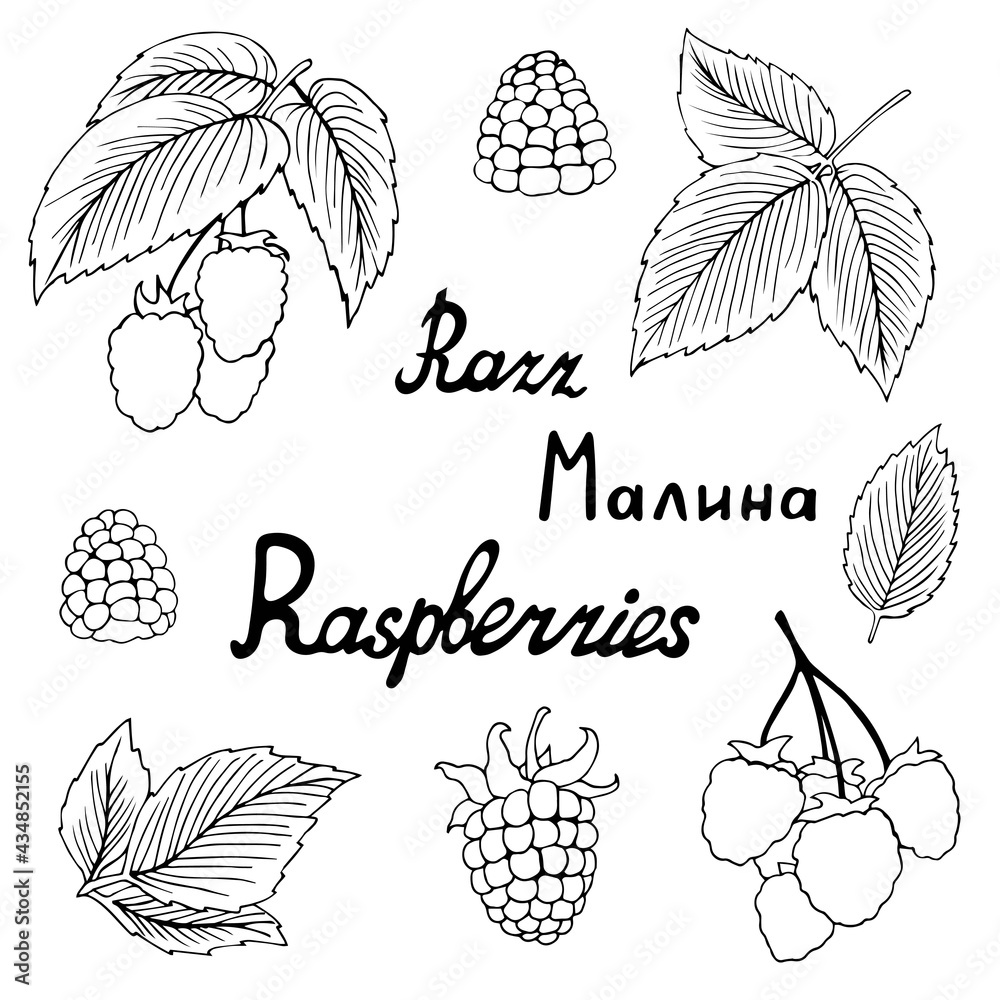 Raspberry vector drawing. Isolated sketch of a branch of a berry on a ...