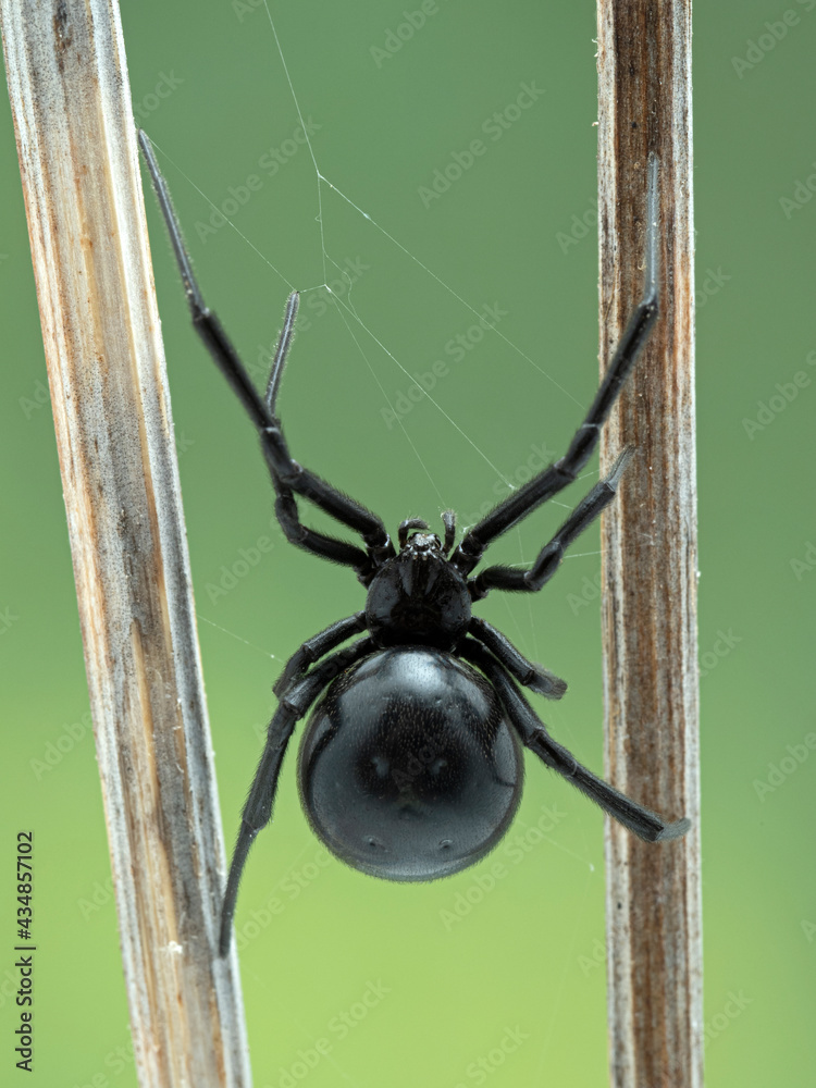 P5130253 dorsal view of female black widow spider on web, Boundary Bay ...