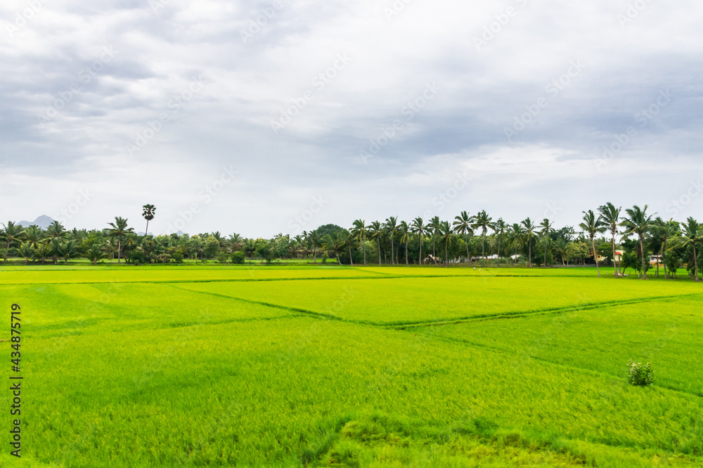 Paddy field Stock Photo | Adobe Stock