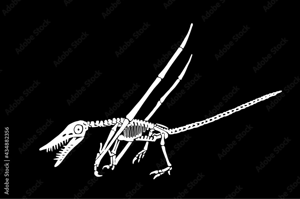 Graphical skeleton of pterodactyl on black ,vector illustration, tattoo ...