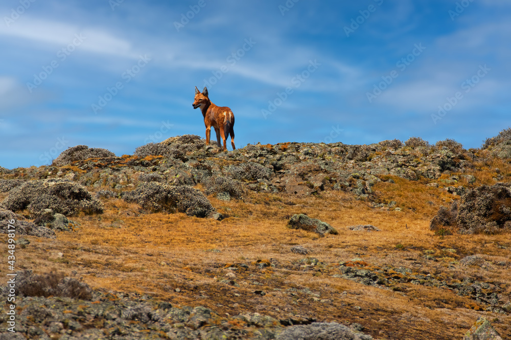 Silhouette of very rare animal, Ethiopian wolf, Canis simensis ...
