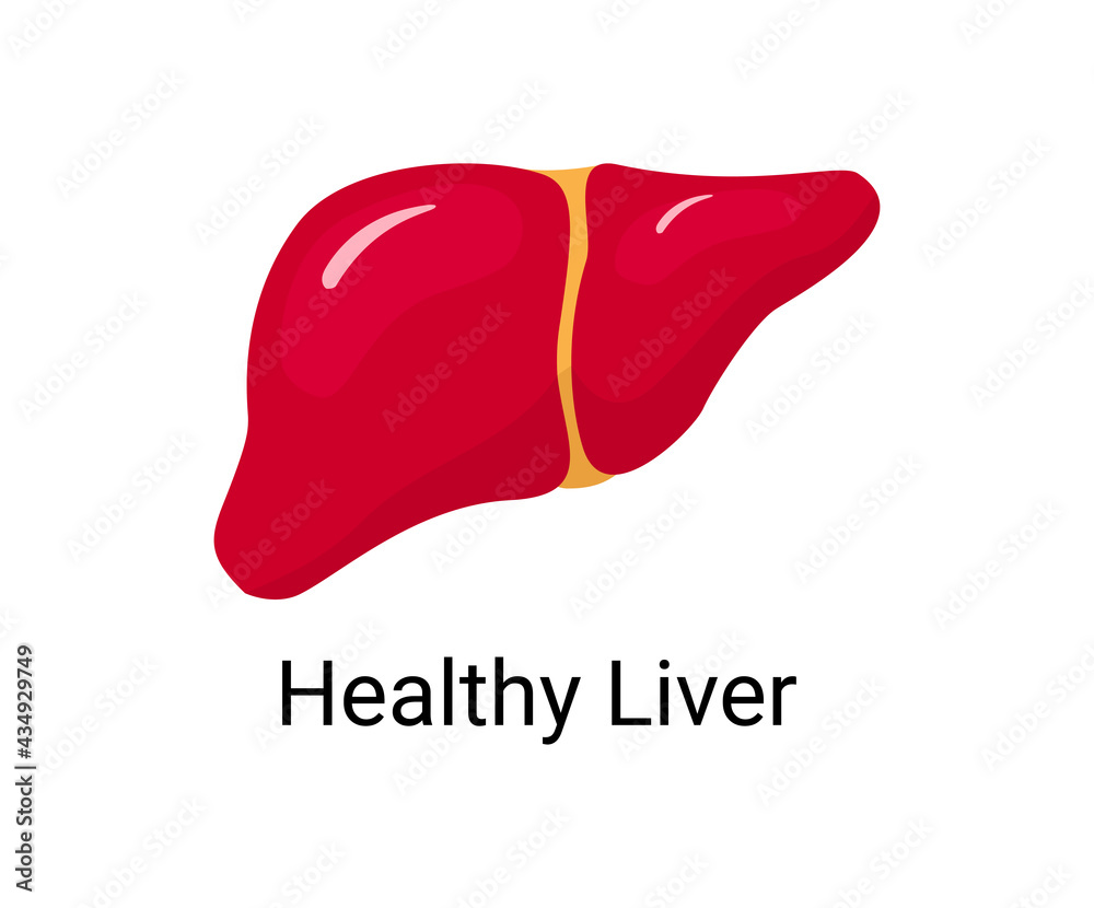 Human liver organ, Anatomy, medicine concept, Healthcare. Design ...