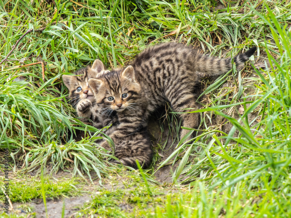 Scottish wildcat, wildcat, felis silvestris grampia, young, scottish ...