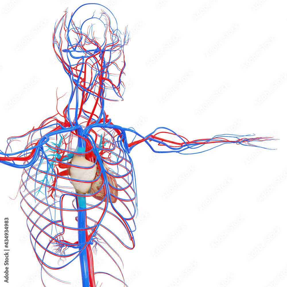 Human Circulatory System Heart Anatomy Stock Illustration | Adobe Stock