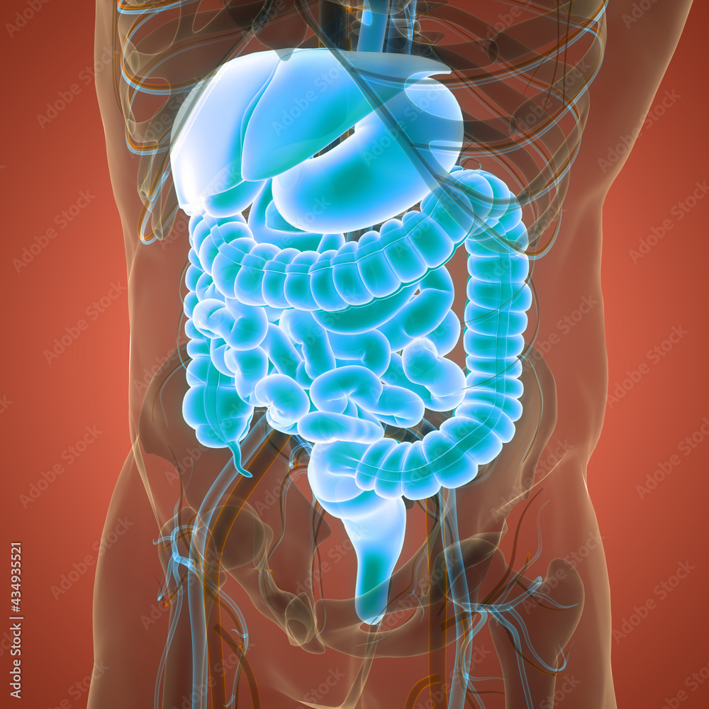Human Digestive System Anatomy Stock Illustration | Adobe Stock