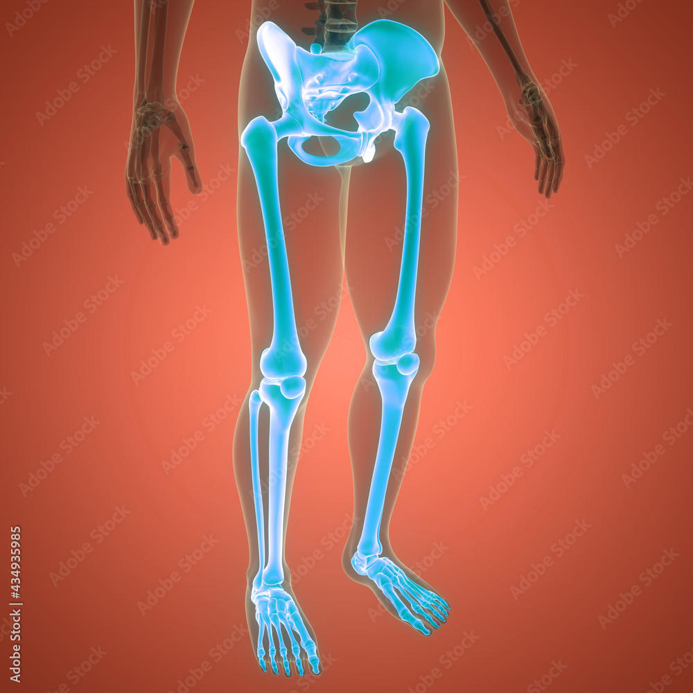 Human Skeleton System Lower Limbs Bone Joints Anatomy Stock ...