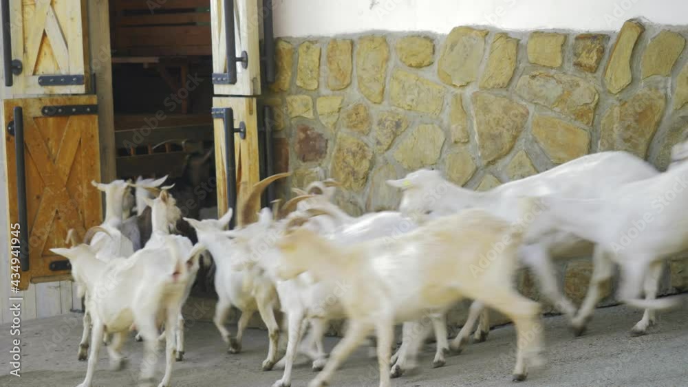 small family farm, goat breeding, goat farming. producers of goat milk ...