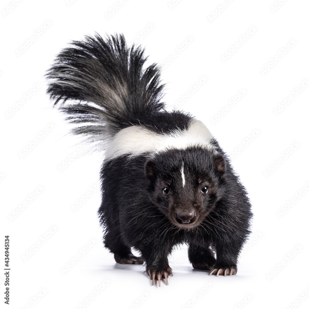 Skunk Black And White