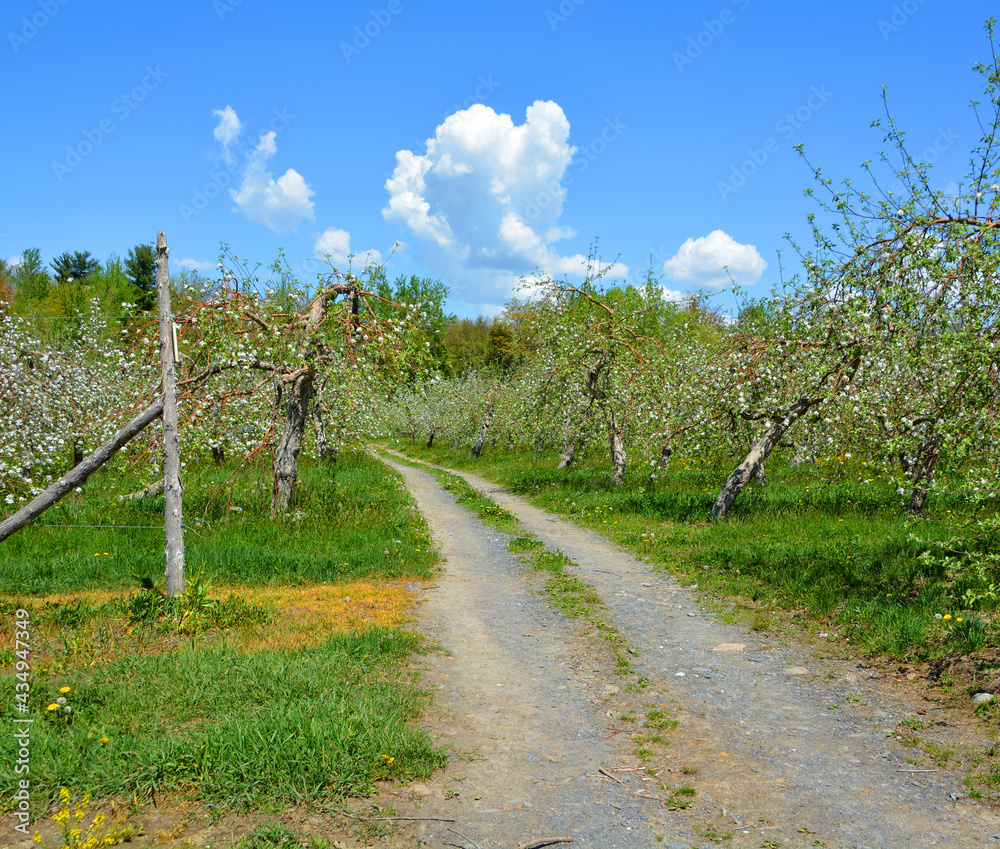 The apple tree blooming is a deciduous tree in the rose family best ...