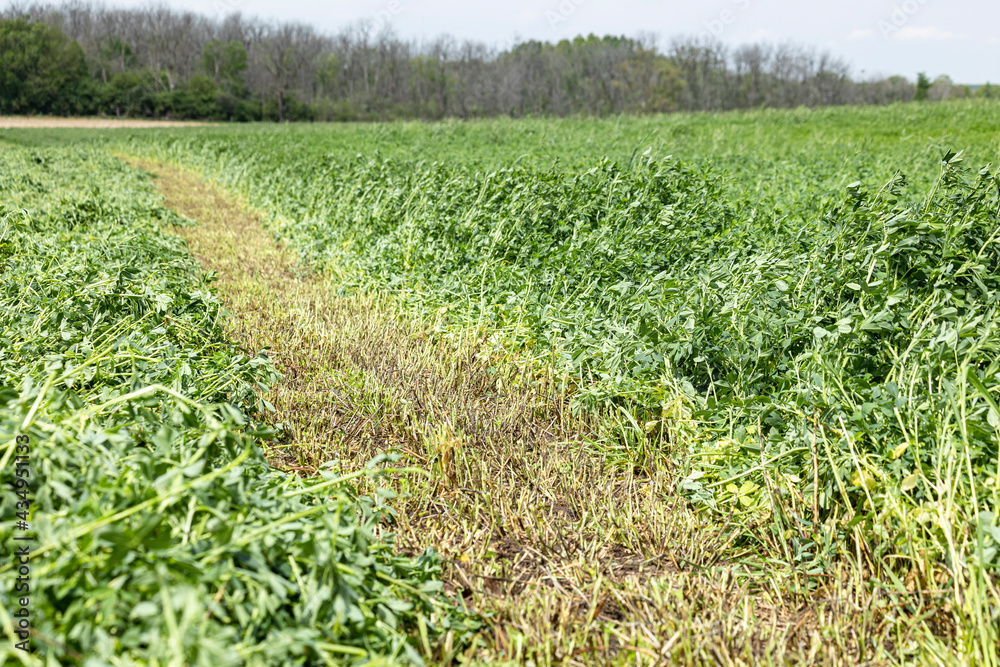 Alfalfa Hay Field