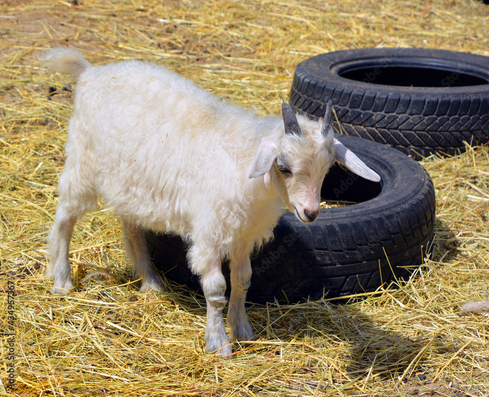 The Angora ram is a breed of domesticated goat, historically known as ...