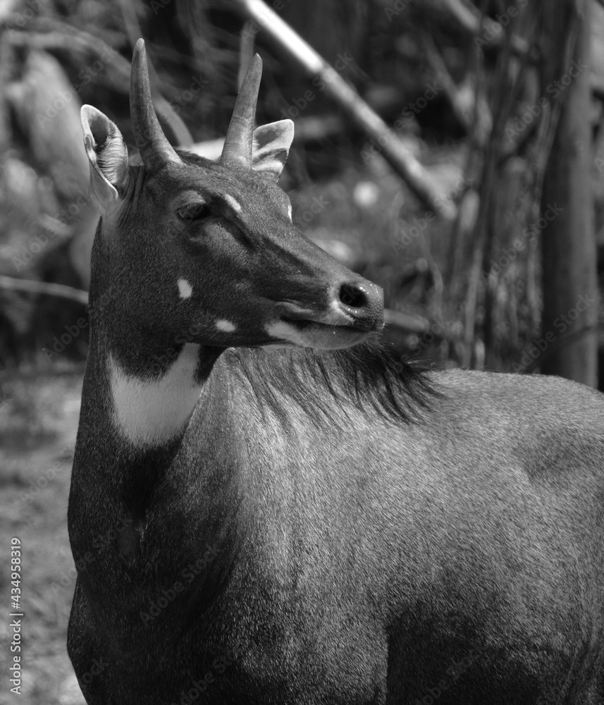 Nilgai (Boselaphus tragocamelus) (blue cow) is the largest Asian ...