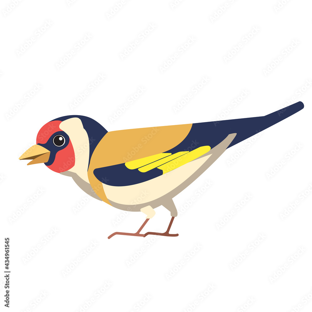 European goldfinch is a small passerine bird in the finch family ...
