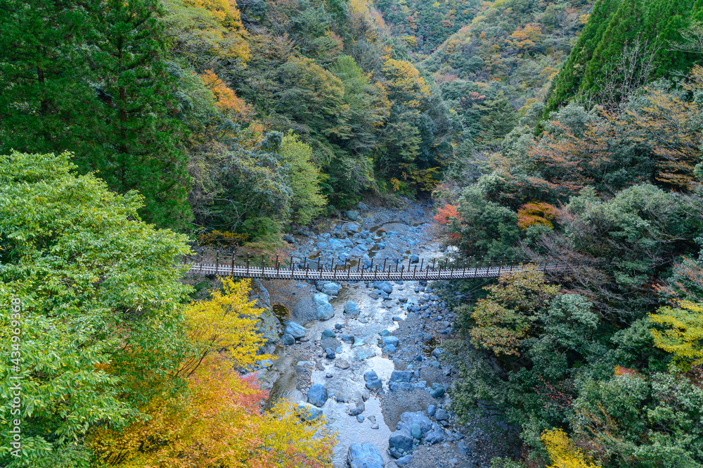 Fotografia do Stock: 日本の秘境紅葉「川辺川・樅木の吊橋」上段：あやとり橋から撮影 「五家荘」標高1300m～1700m ...