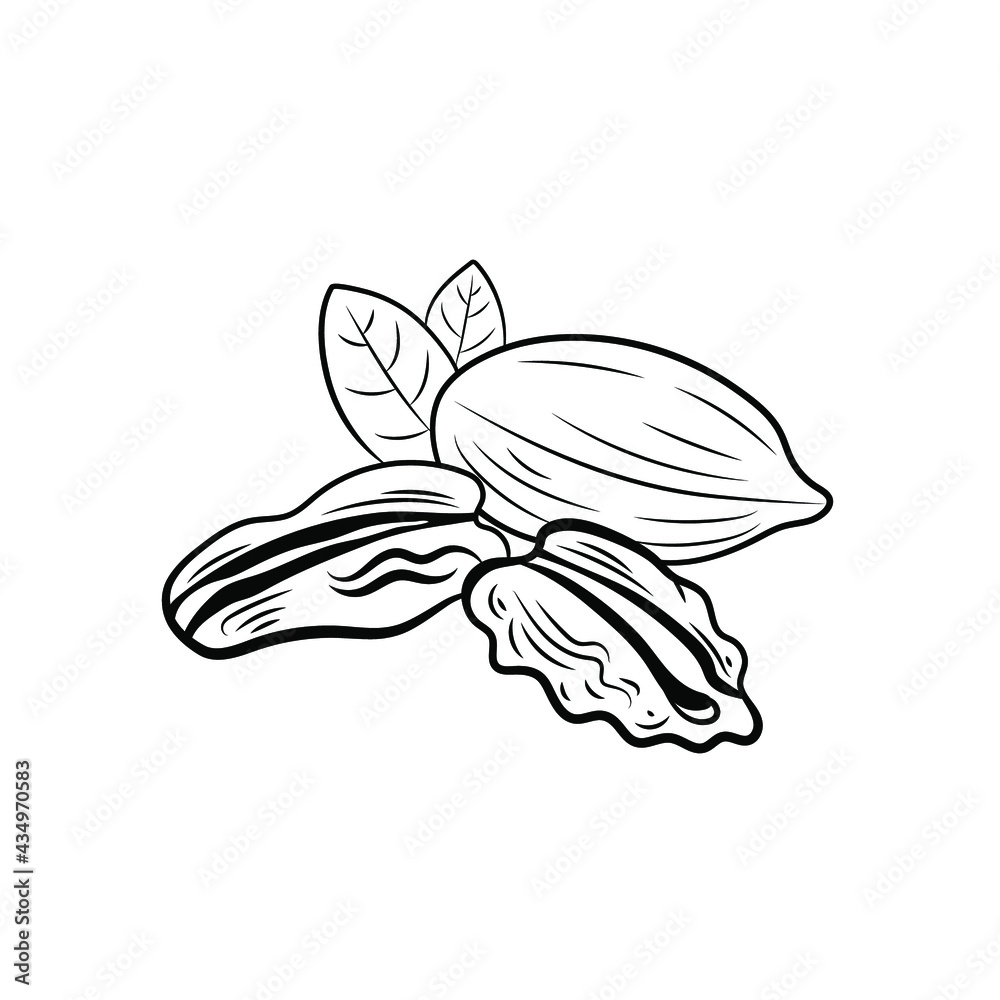 Vector pecan illustration, nuts group with leaves isolated on white ...