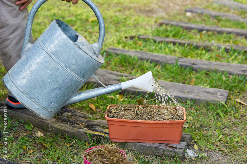 persona regando con regadera una maceta con semillas de verduras Stock ...