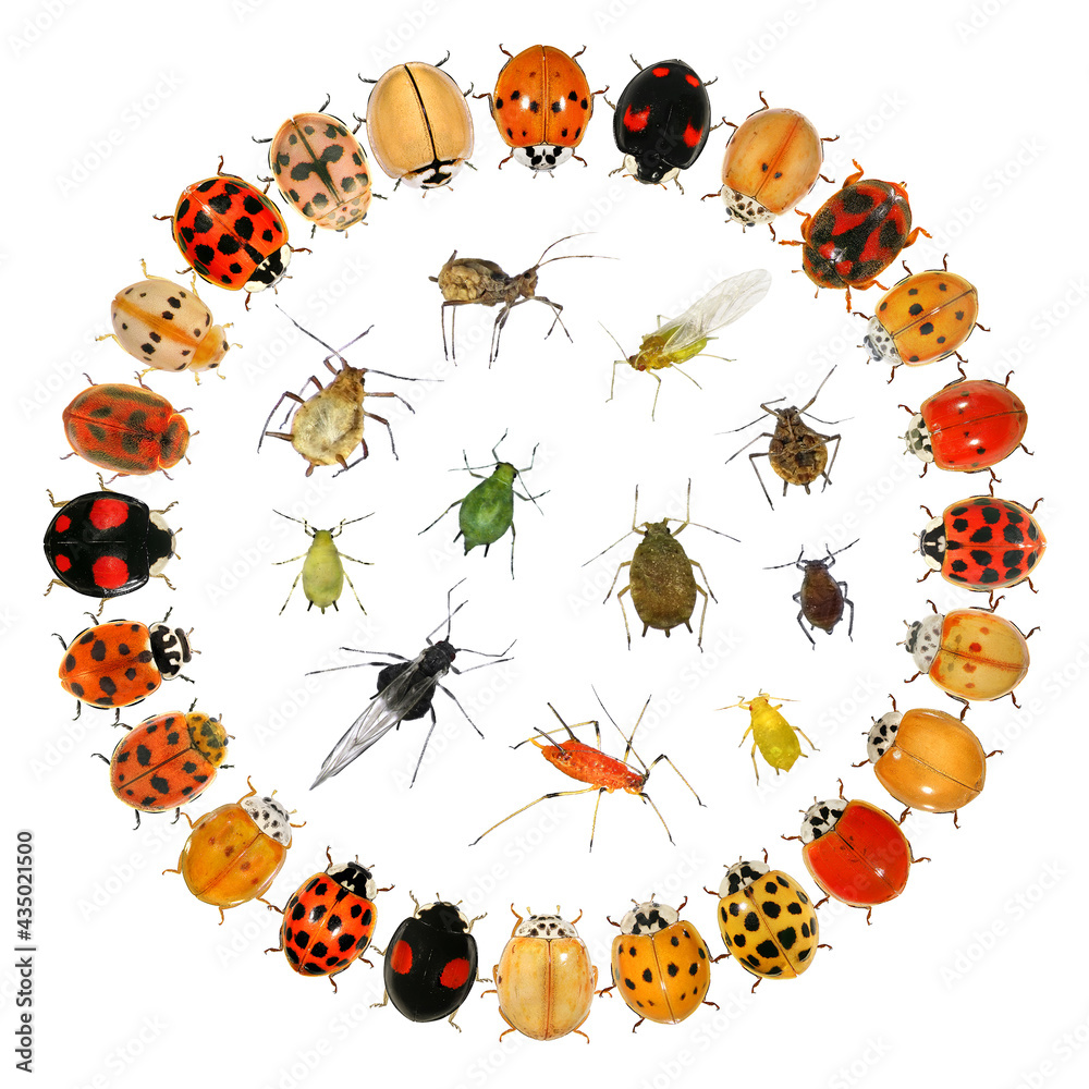 Beetles and aphids. Circular design with ladybugs (ladybird beetles ...